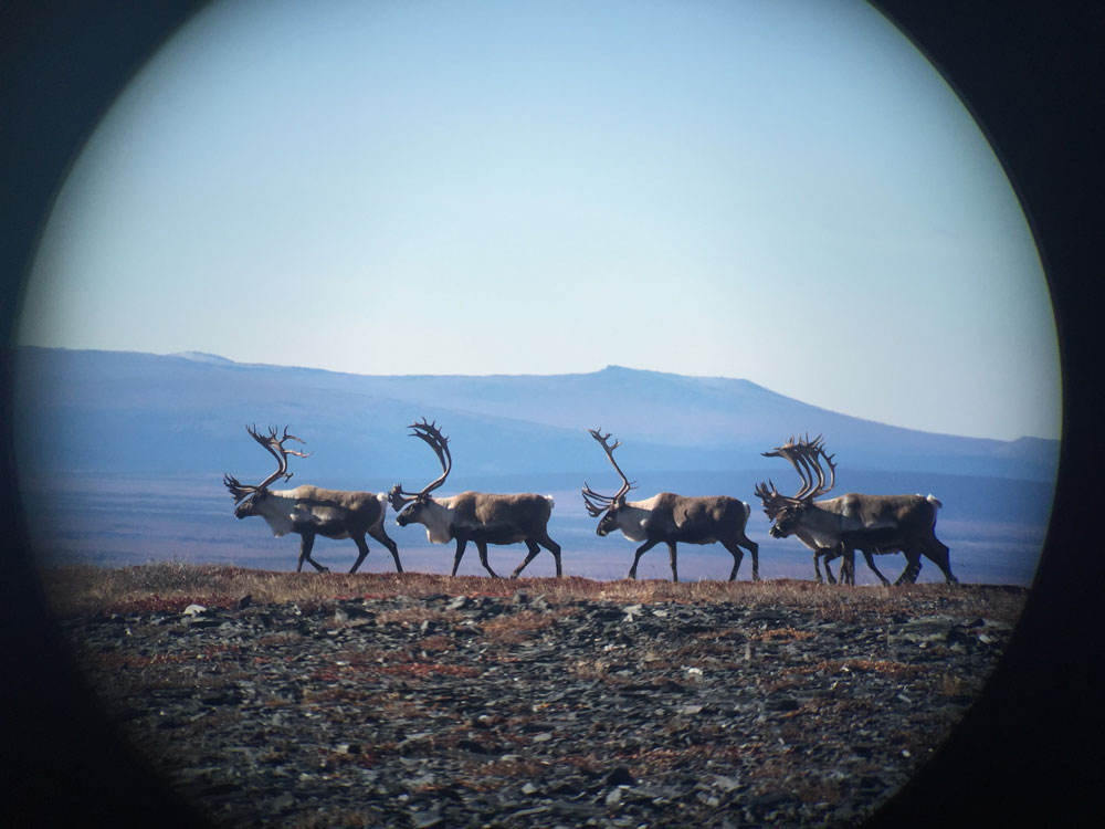 Alaska Wilderness Charters & Guiding - Alaska Caribou Hunting
